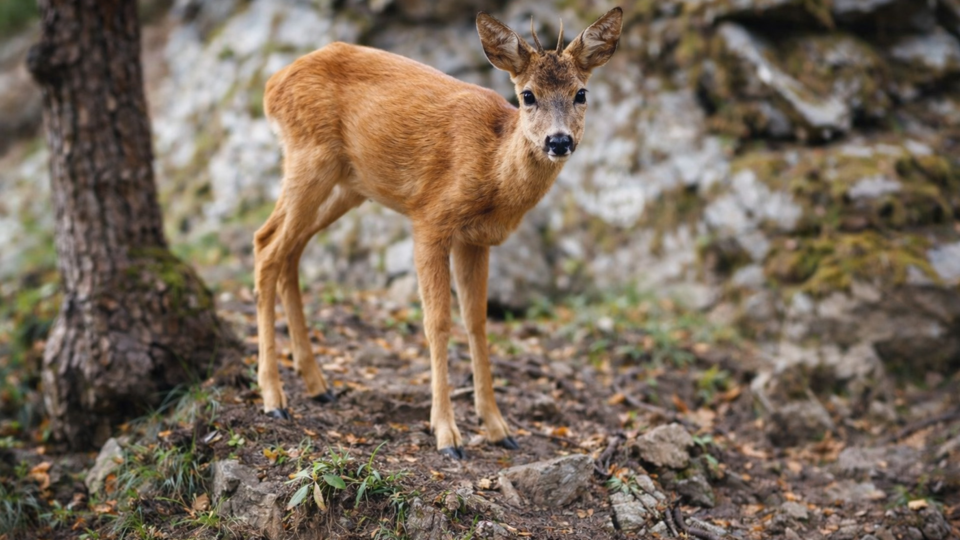 Unexpected wildlife appeared on my camera trap