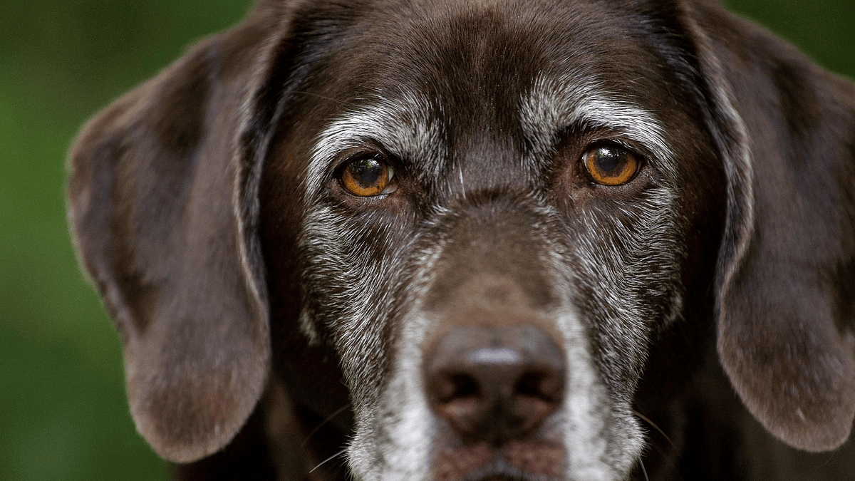 7 subtle changes that could indicate your dog is in pain