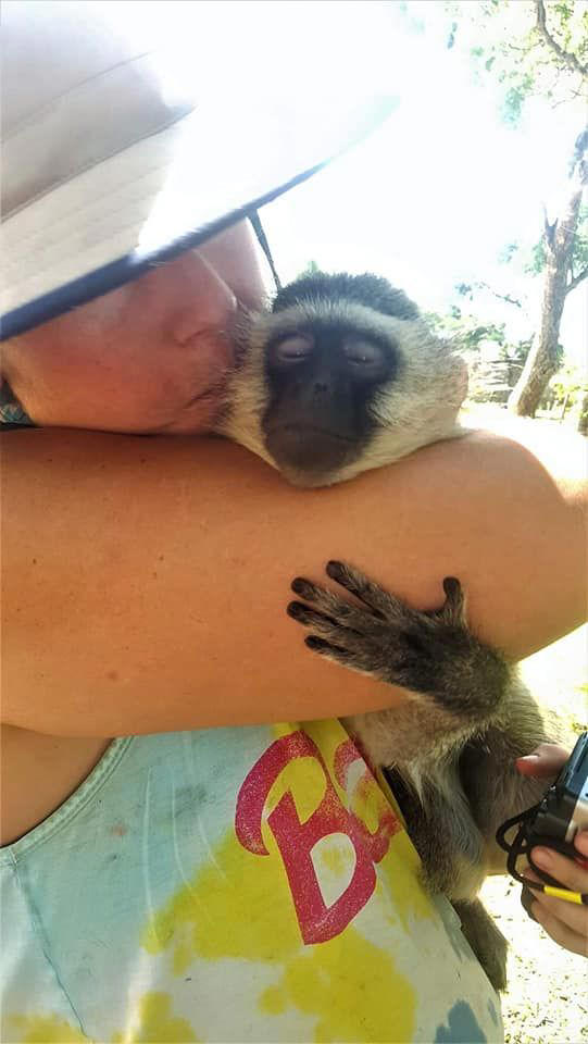 The story of this orphaned baby monkey is straight out of a Disney movie