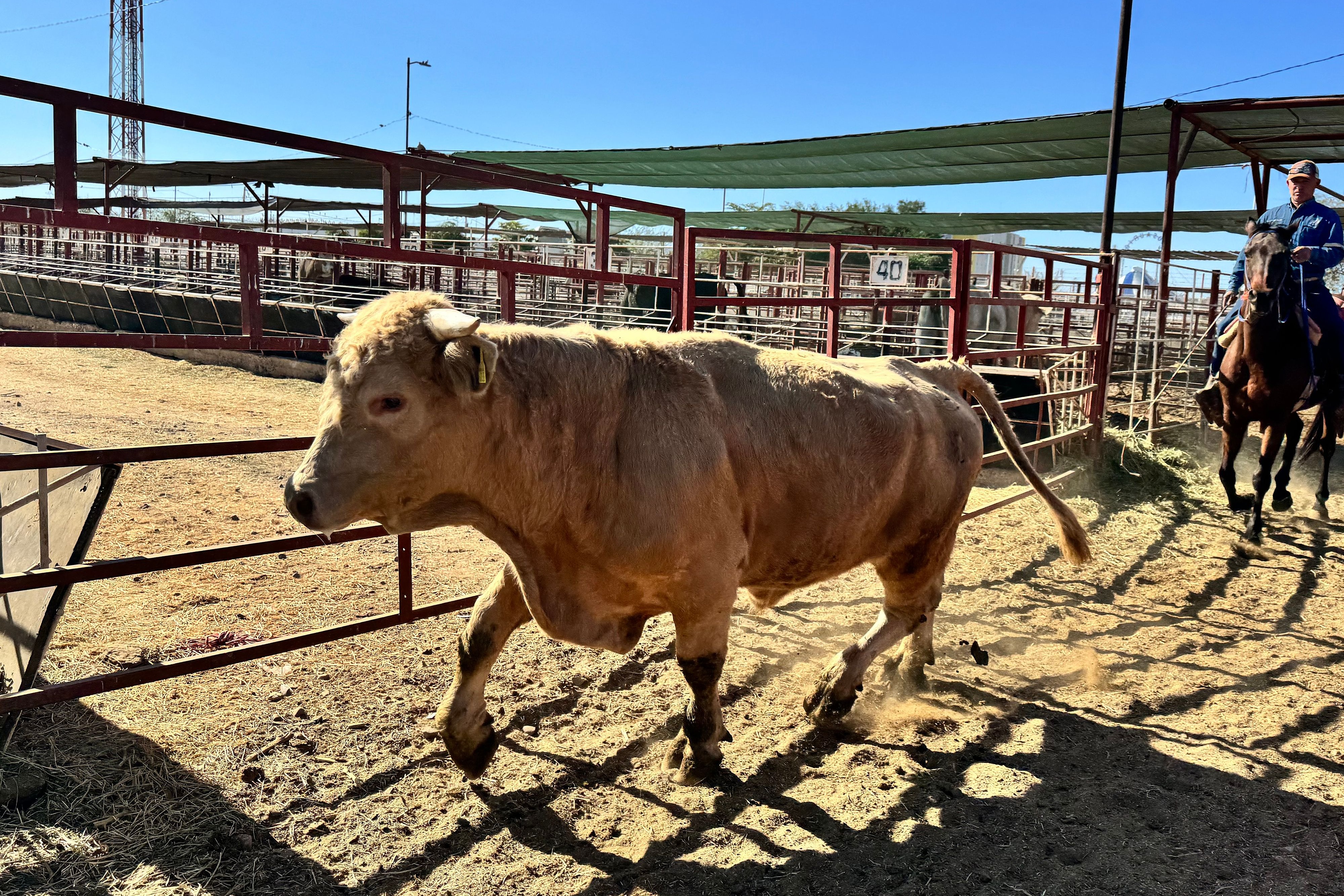 Flesh-eating parasite sparks disaster declaration in Texas