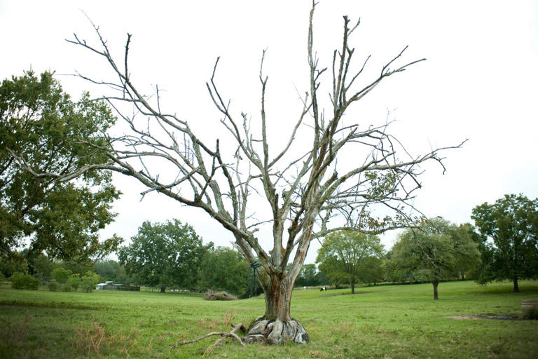 How to kill a tree you don't want on your property