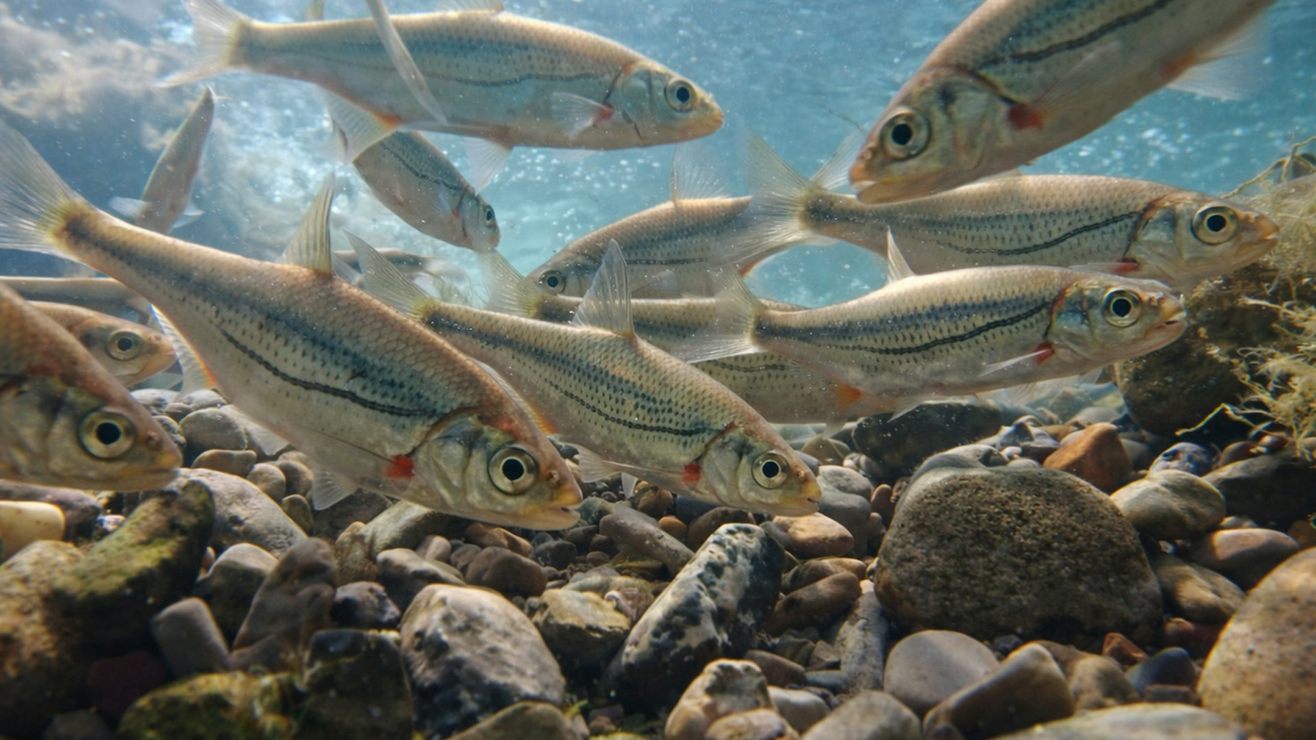 I was surprised to see so many fish gathering here