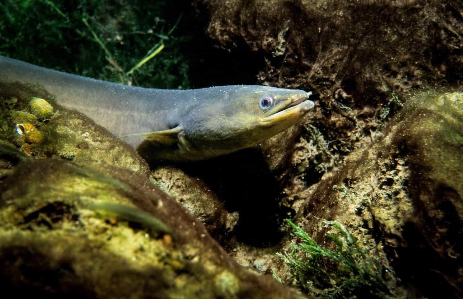 Scary American eels you would not want to swim with