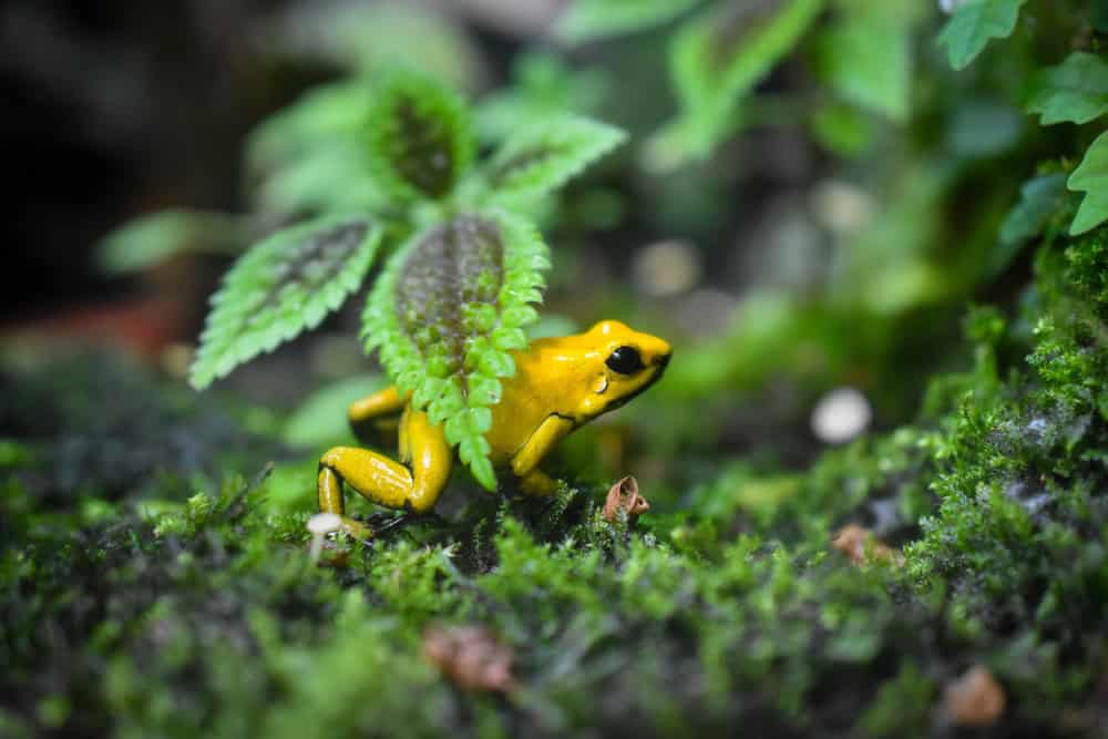 This paperclip-sized frog contains enough poison to kill 10 people