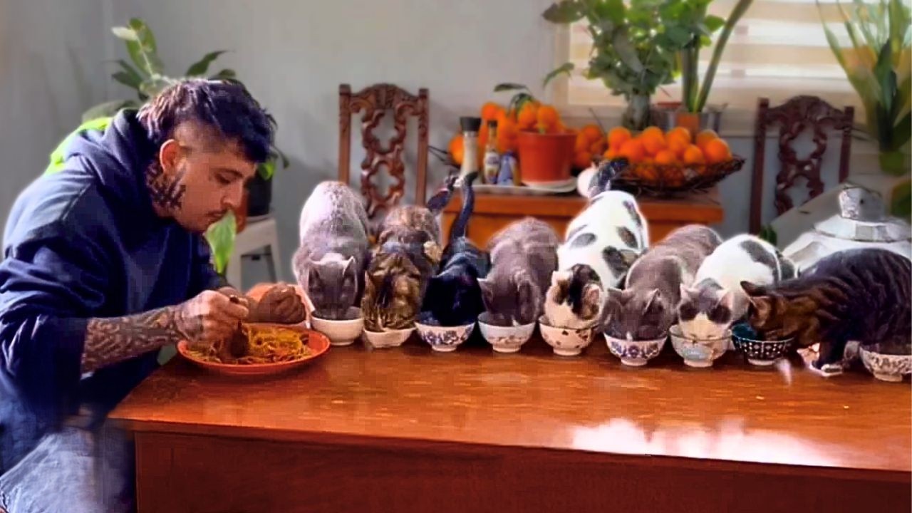 10 cats changed one man’s life - and he’s never been happier
