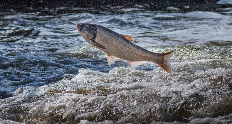 Asian carp, the massive fish that could reshape the Great Lakes forever