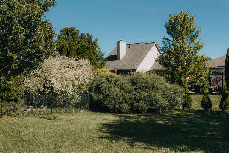 Can you legally trim a neighbor’s tree roots in your yard? What to know ...