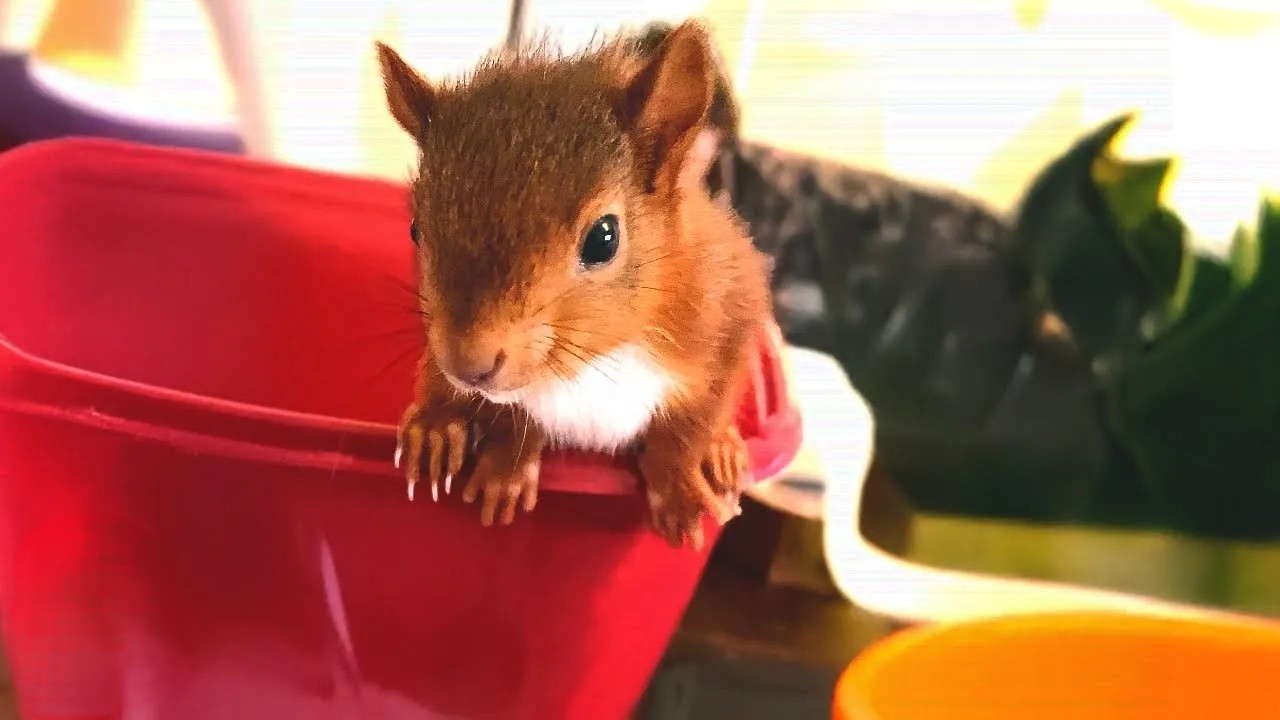 Wild squirrel thinks man is his mom