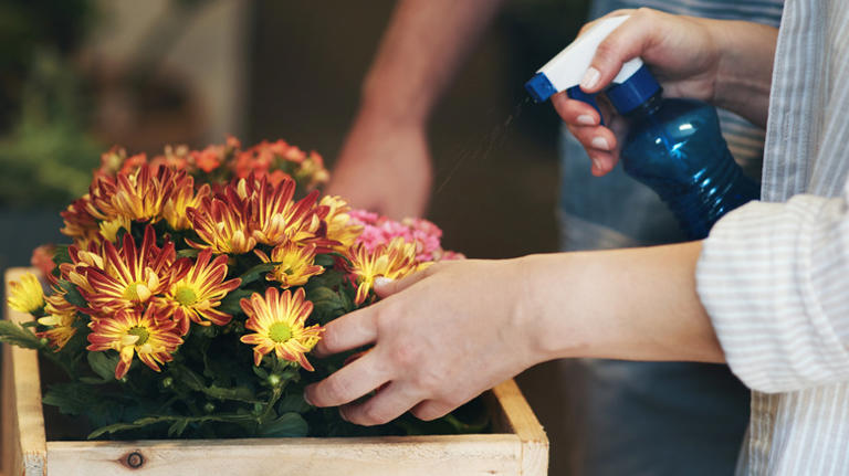 Safely remove thrips from your houseplants with these tips