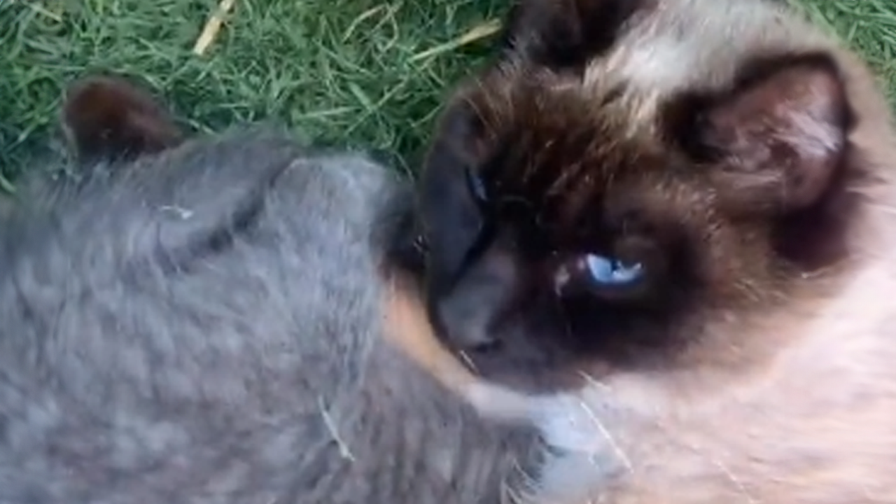 Cat cares for a baby raccoon