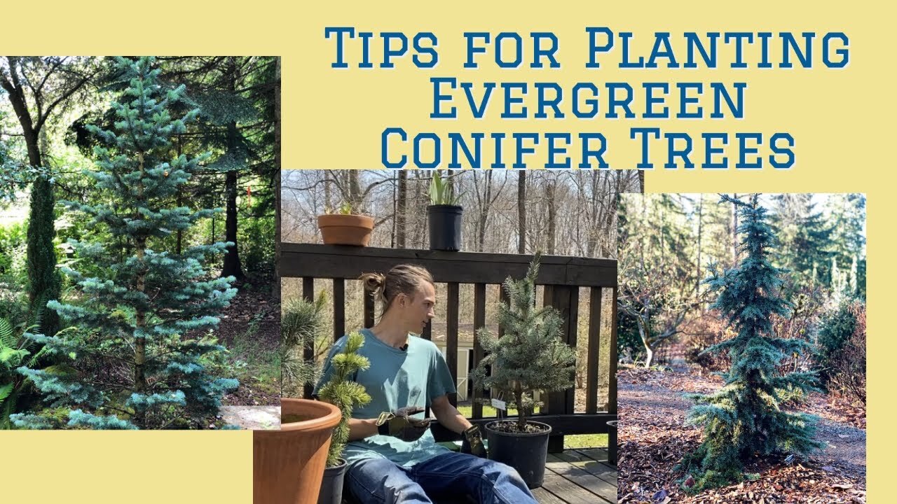 Tips for planting evergreen conifer trees: tutorial