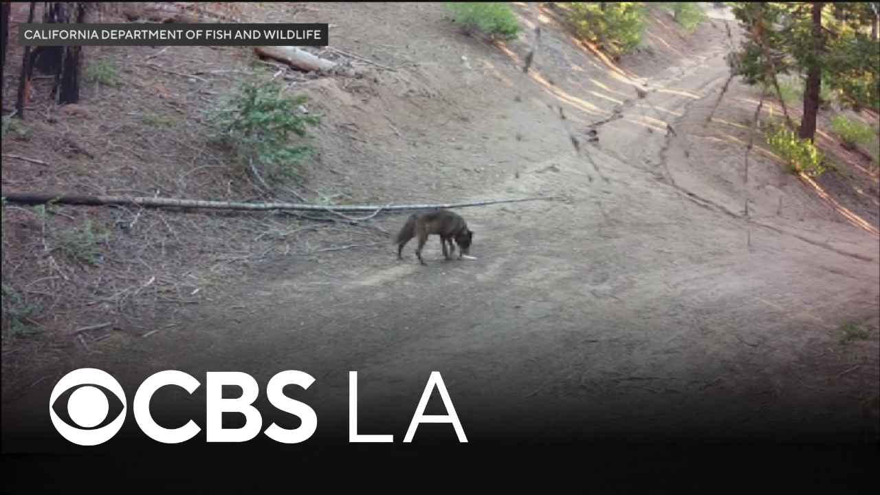 Wolf visits Los Angeles County for first time in 100 years, wildlife ...