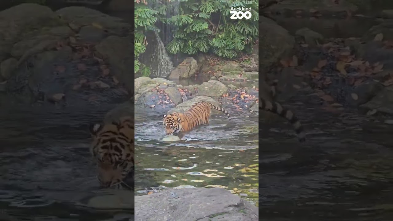 A 17-month-old tiger cub just met a pumpkin—here's what happened