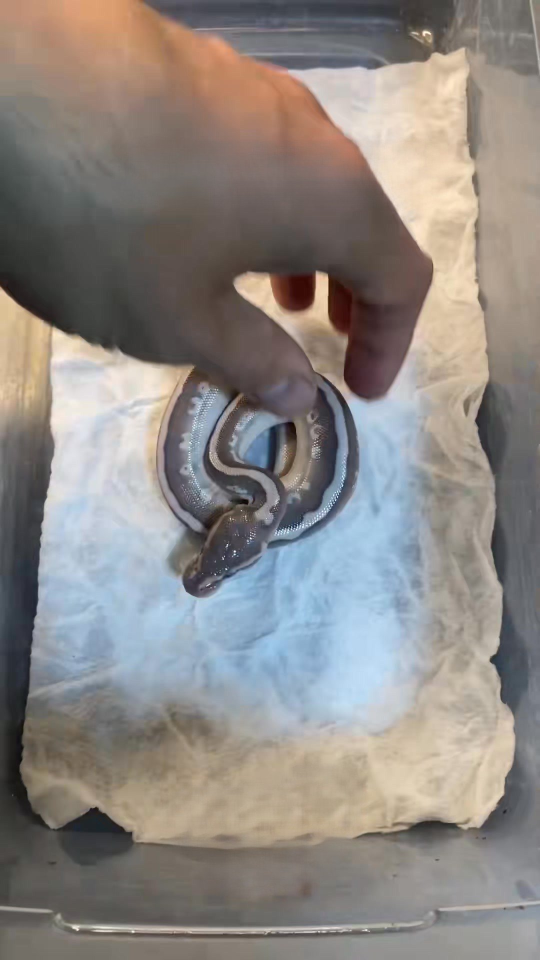 Ecdysis = the entire biological process of shedding the outer skin