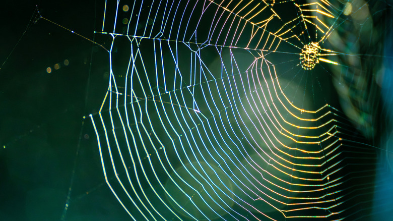 The world's biggest spider web is more crowded than you think