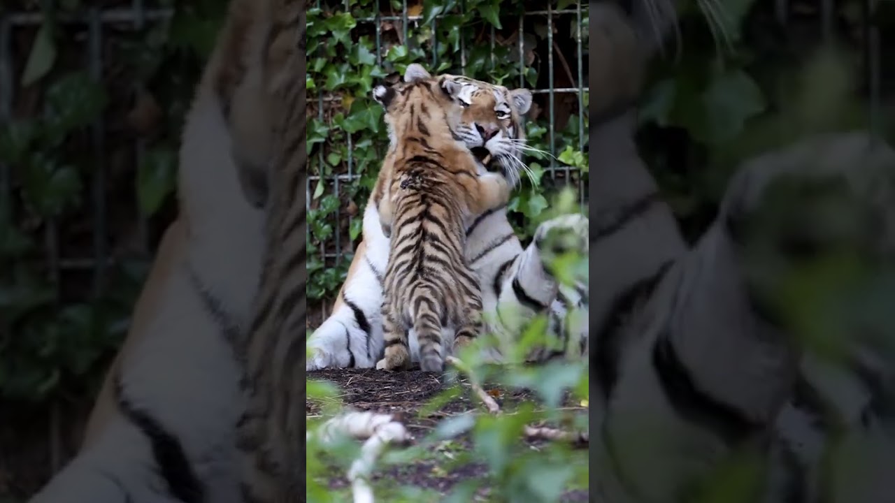 Baby tiger annoys his mother in the cutest way
