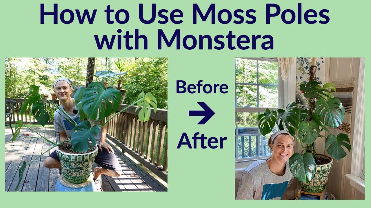 Moss poles & Monstera deliciosa - How to use them (2023)