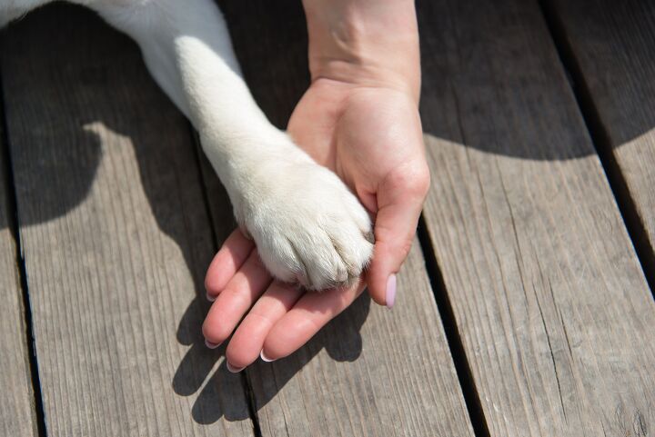 Pedigree Foundation rescue dog of the year is a senior named Teddy