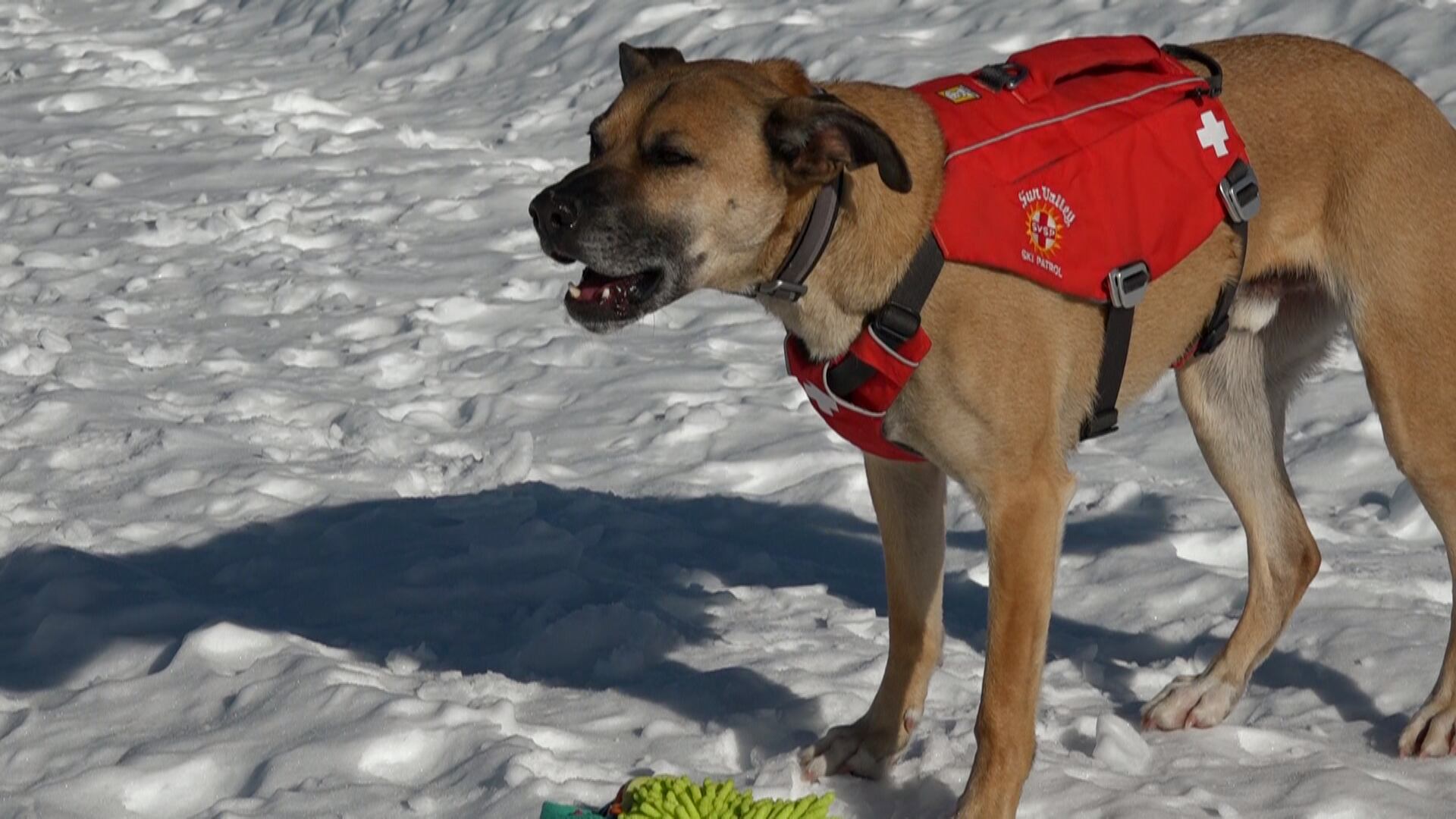 Sun Valley Ski Patrol certifies avalanche rescue dogs for mountain ...
