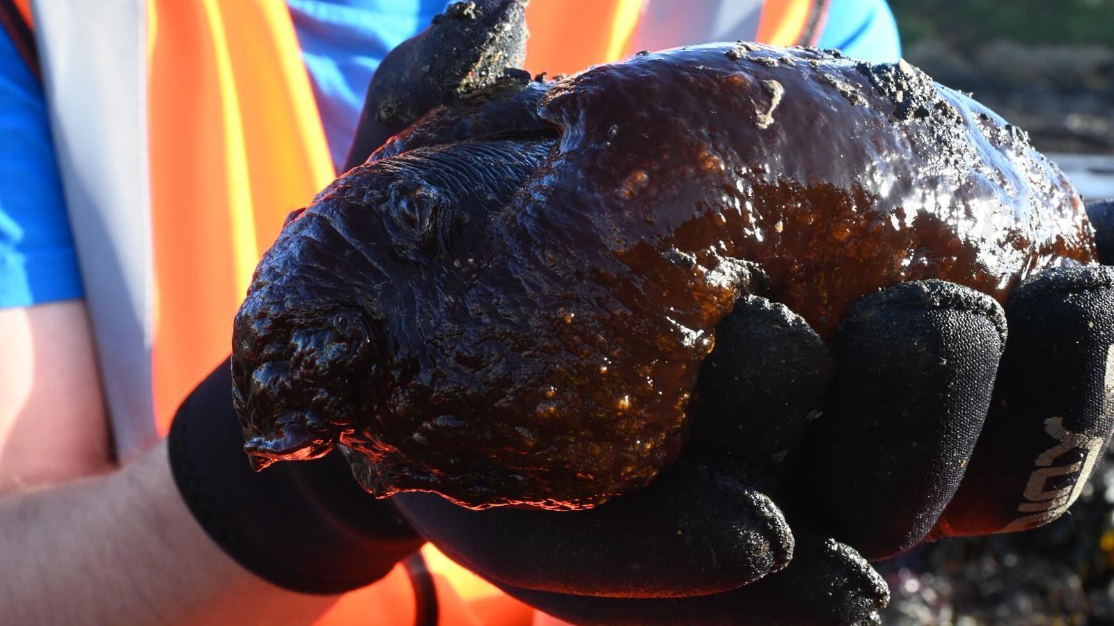 Rare 'alien-like' sea slugs found in rock pools