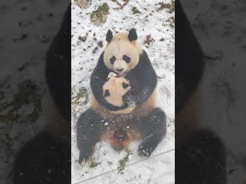 Laugh as a mom panda plays joyfully with her curious cub