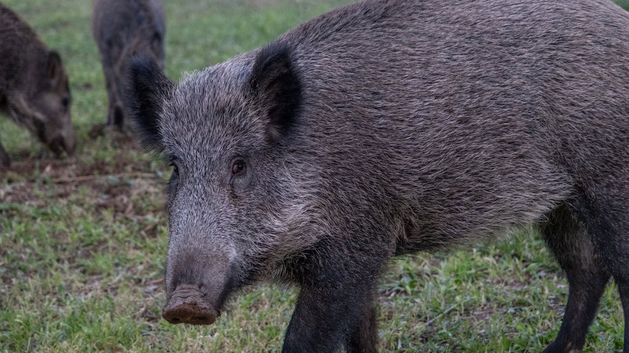 15 invasive species that are making life harder for hunters and landowners