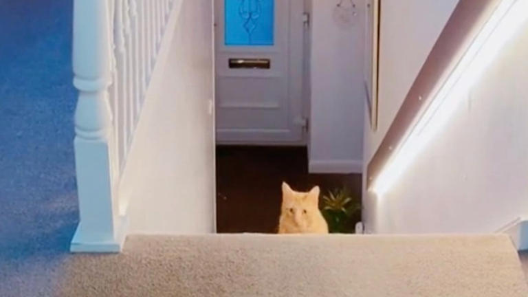 Cat's funny way of calling for his owner has millions of viewers in ...
