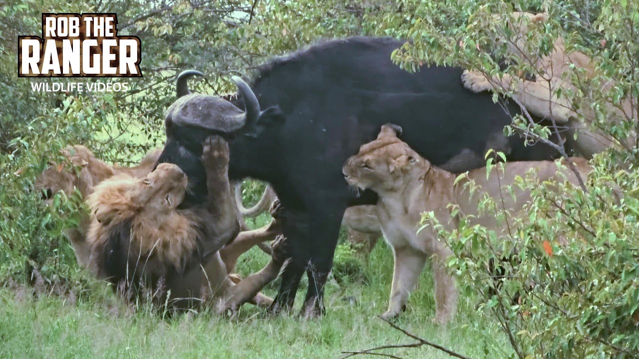 Lions bring down a large buffalo