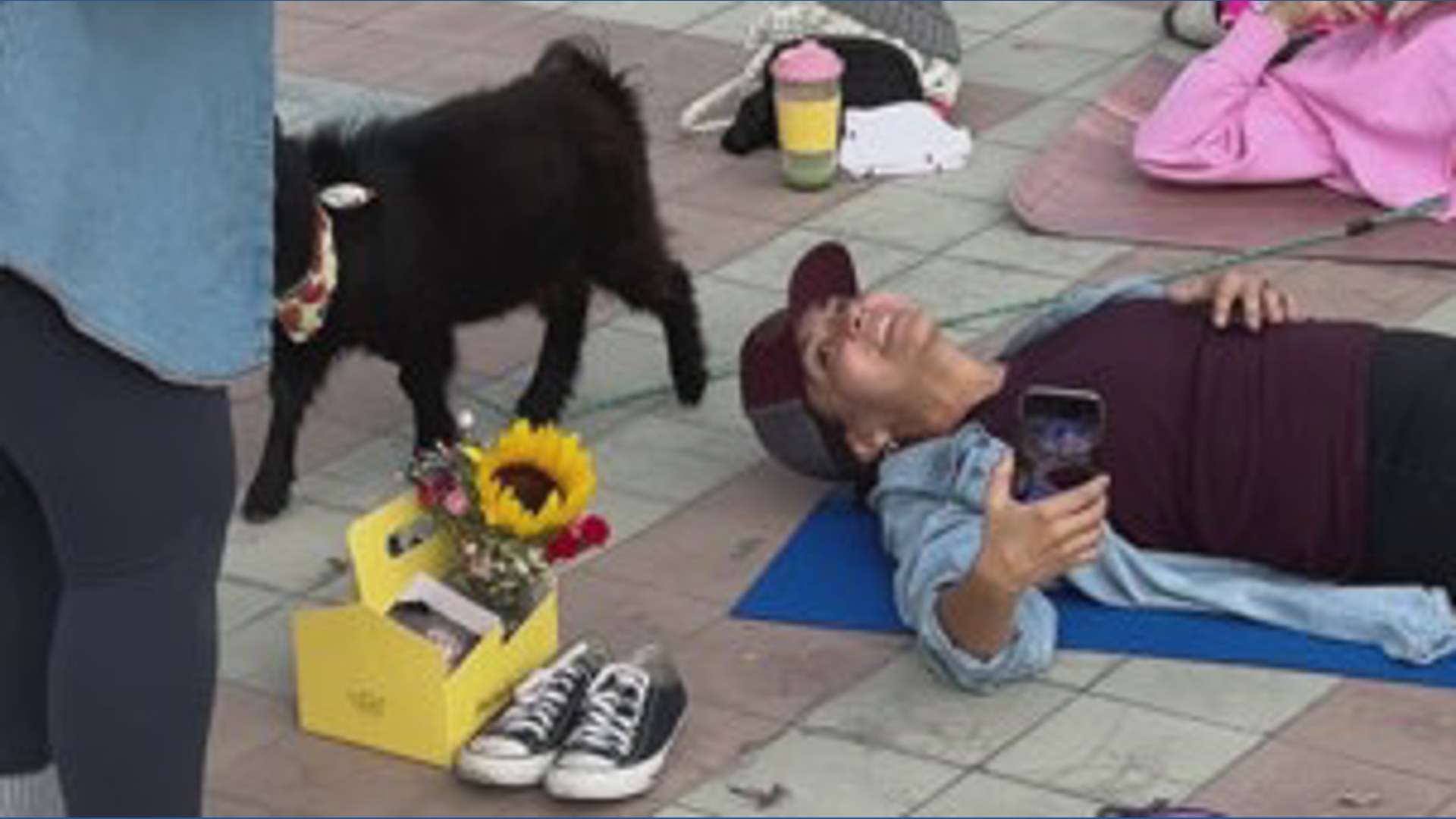 Goat yoga at La Villita