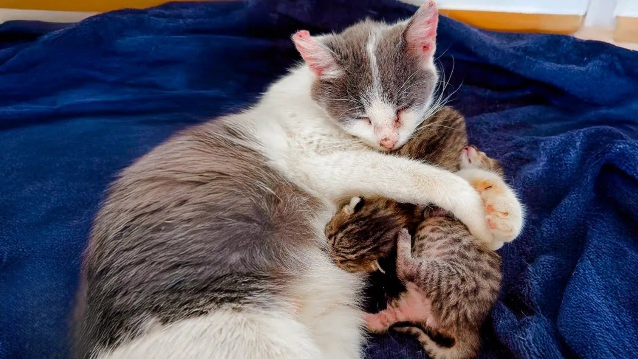 Starving Mama Cat Hid Her Last Kitten - Until She Found Someone to Trust