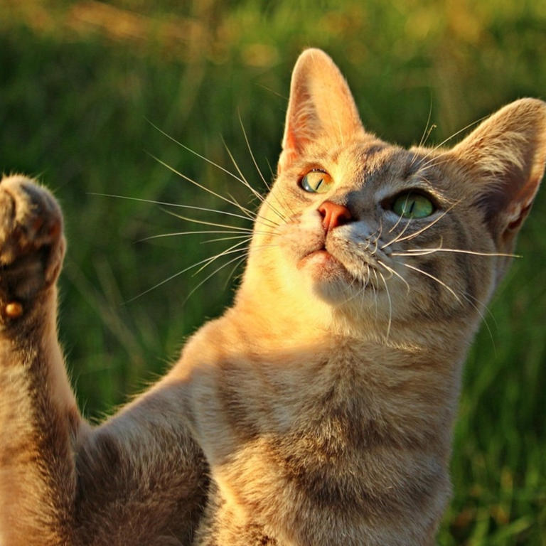 10 subtle changes that could indicate your cat is in pain, say ...