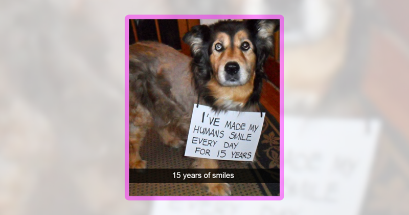24 Delightful Doggo Memes That Feel Like a Fluffy Fido Hug