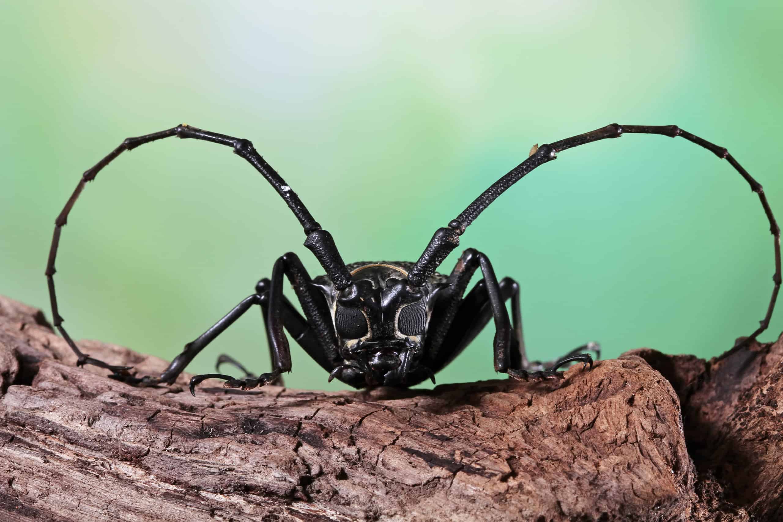 The Most Destructive Invasive Insects in America