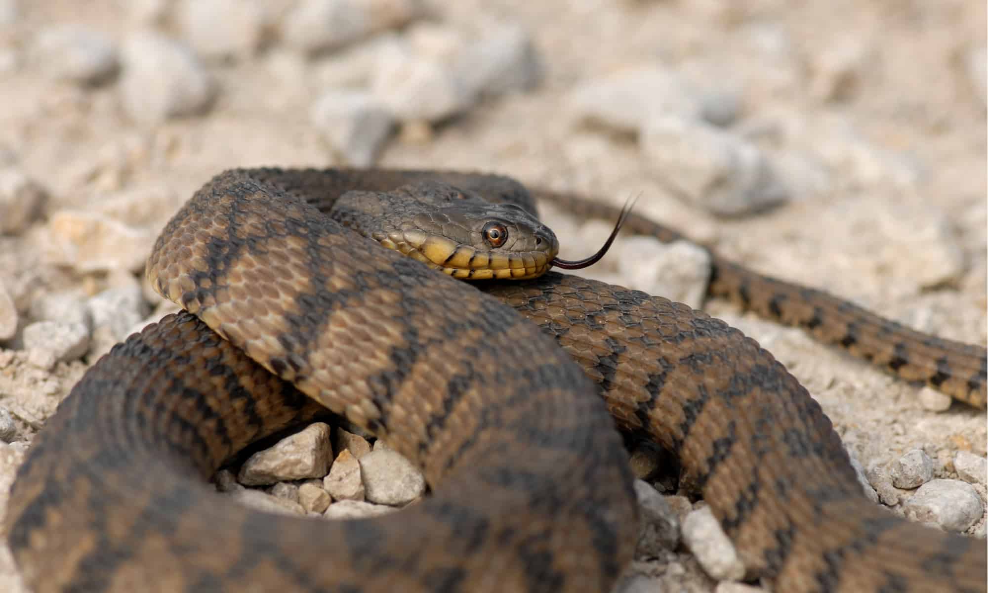 How big can a diamondback water snake get?