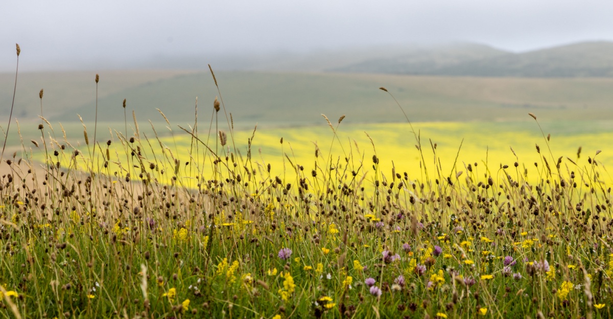 14 towns for spring wildflower walks and short trails