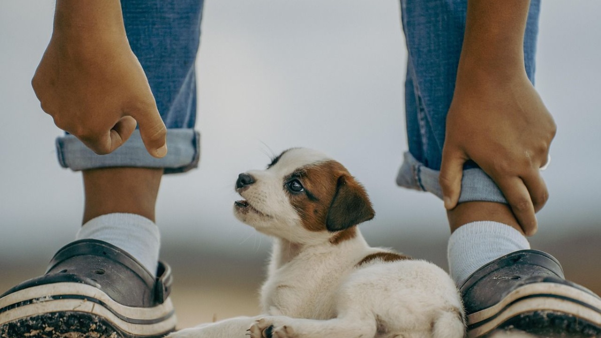 The 9 dog breeds that tend to choose one person above everyone else