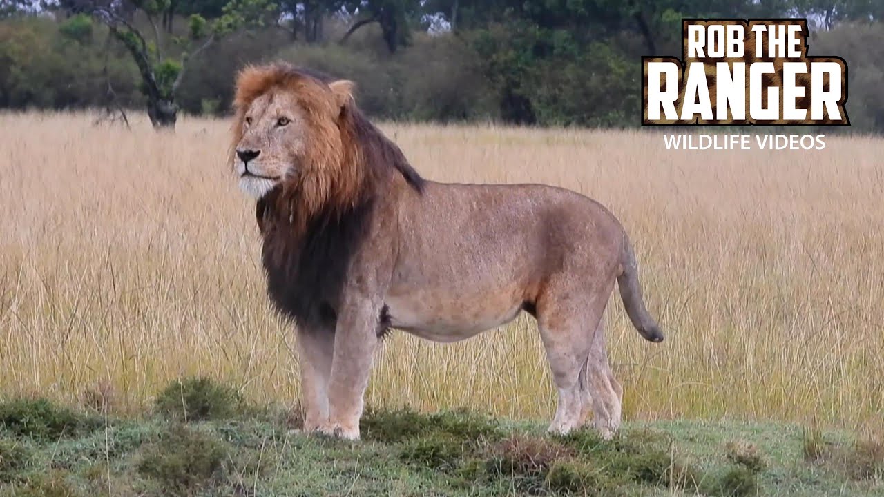 Witness the iconic Marsh Lion Pride endure a powerful storm in the Mara ...