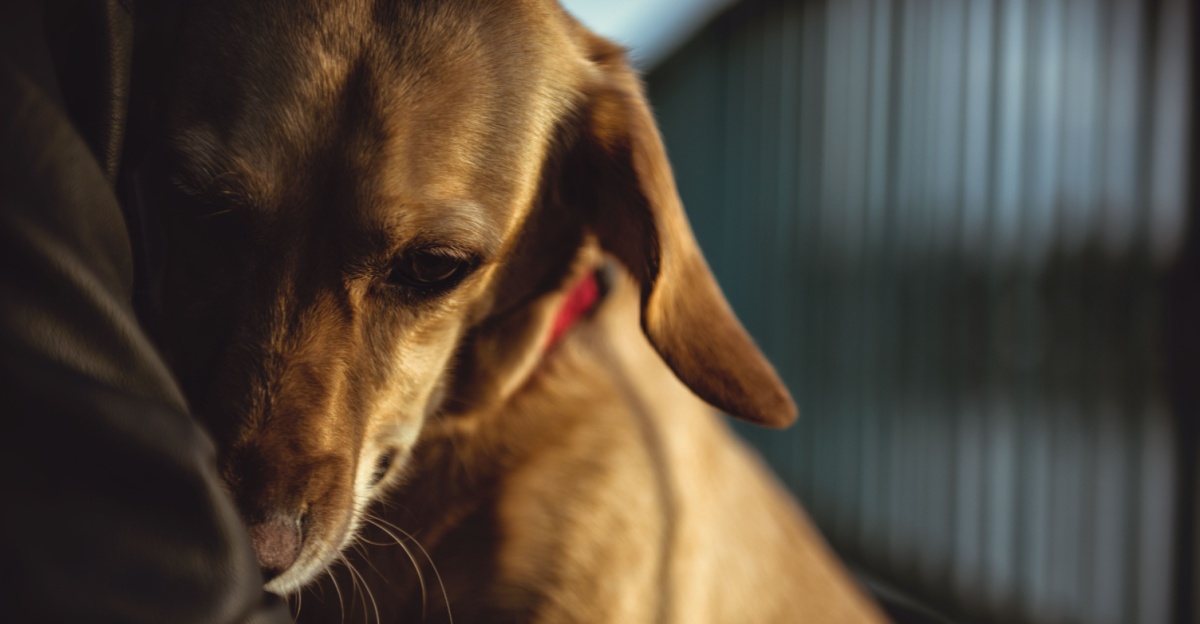 Study finds losing a pet can hurt more than losing a loved one