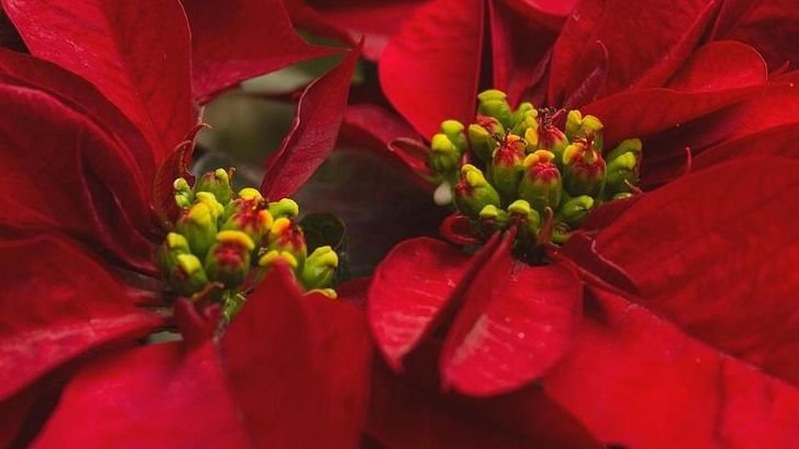 8 plants most people think are poisonous but are actually harmless