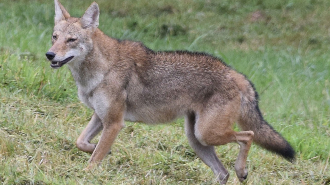 15 predators that cause more trouble on rural land than most people realize