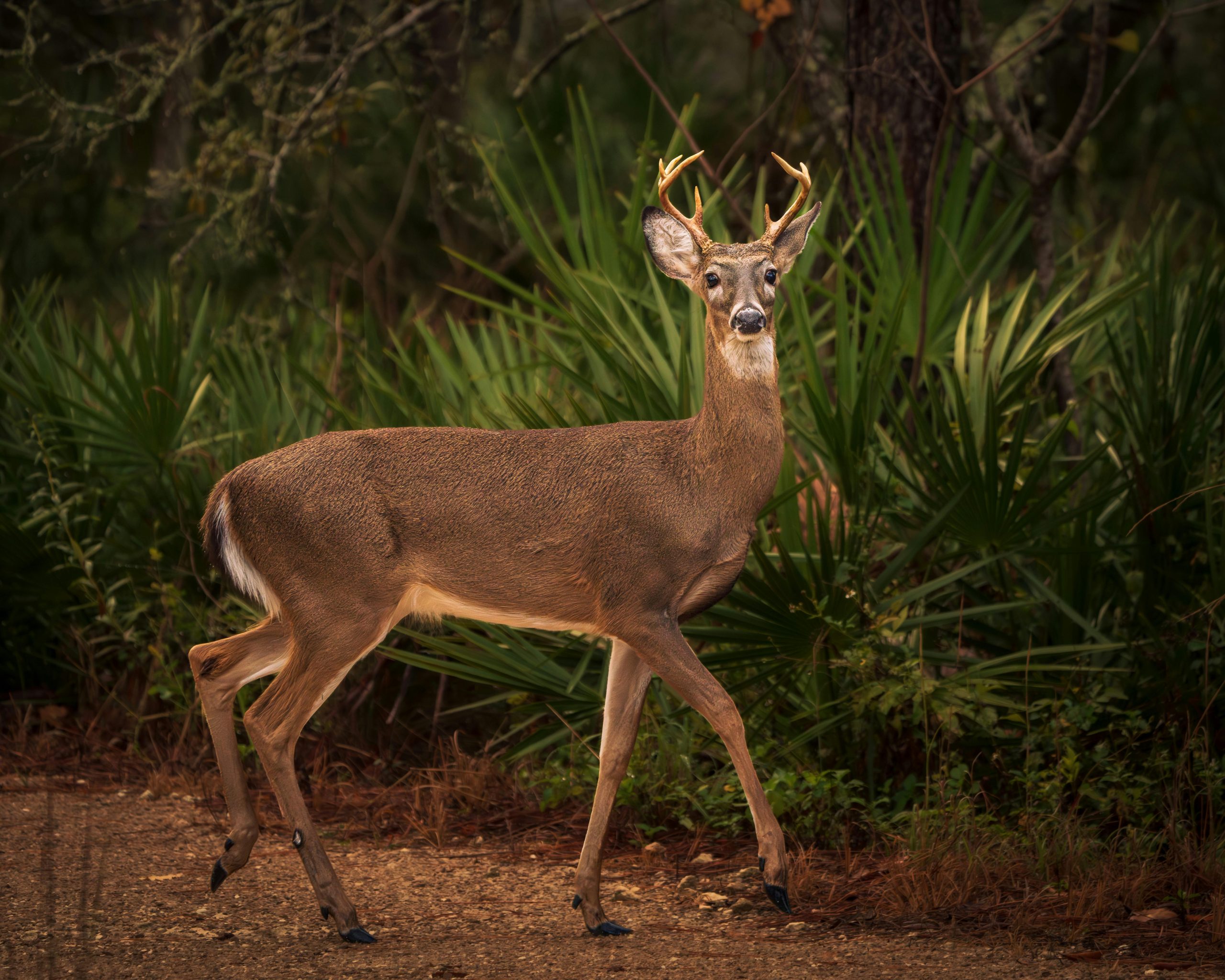 Top 5 animals that pose hidden dangers to hikers