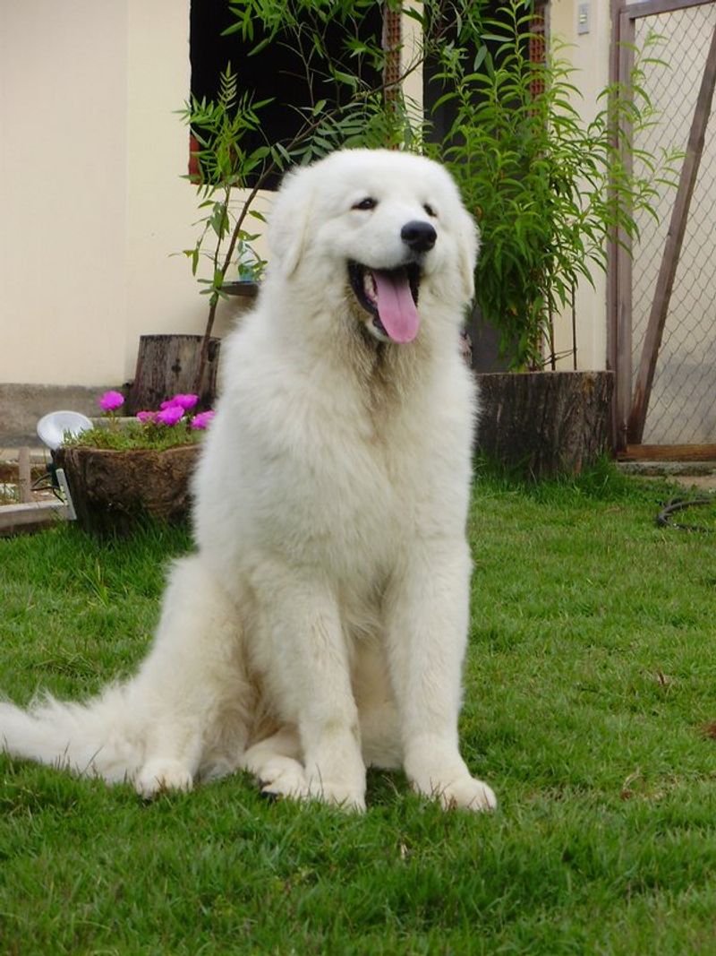 Neutrality training is replacing socialization – 12 breeds people say ...