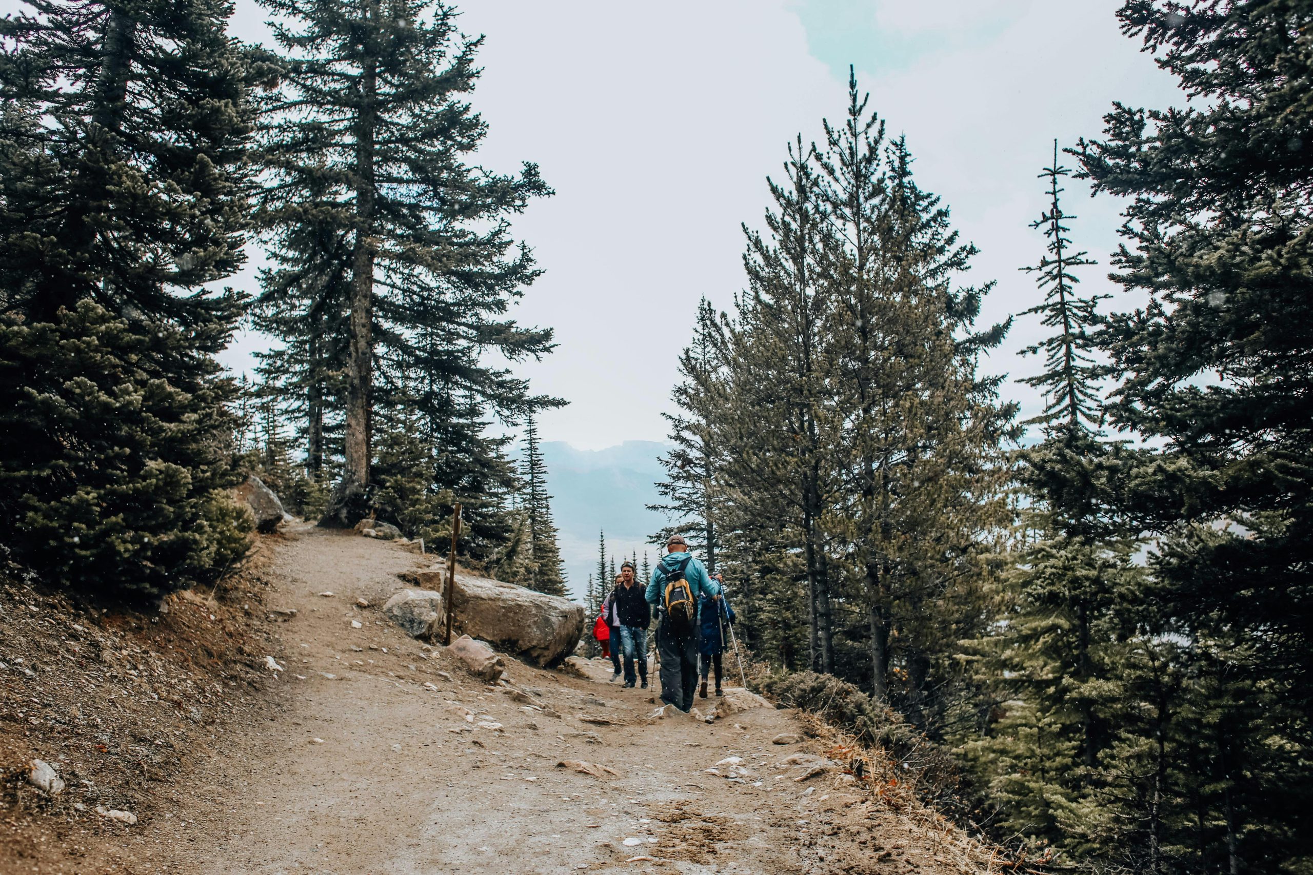 Top 5 animals that pose hidden dangers to hikers