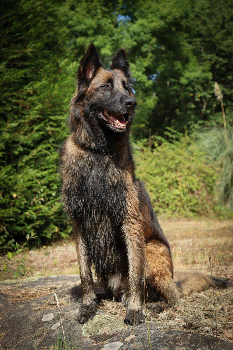 "Pattern games" are everywhere now – 12 breeds people use for instant ...