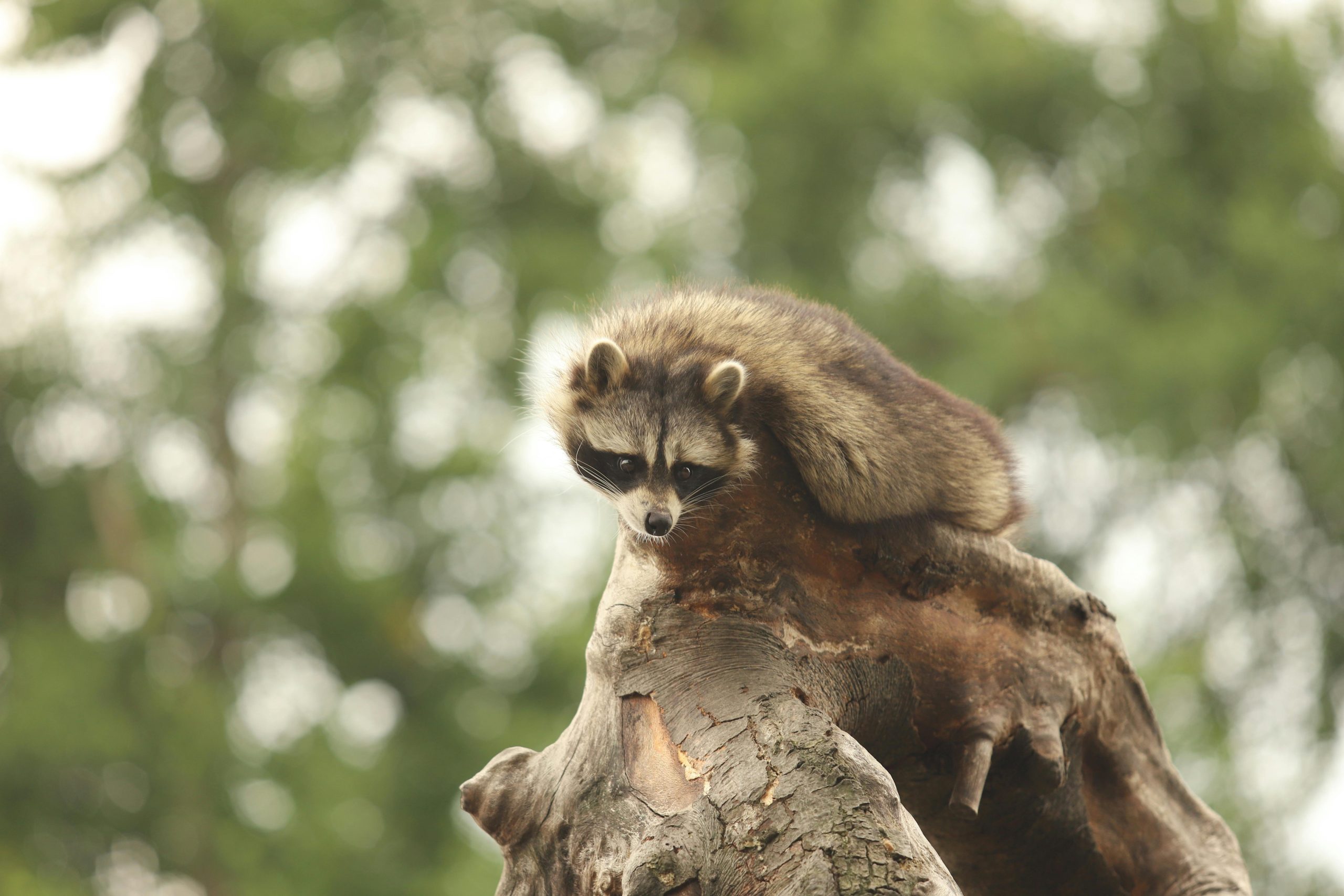 Top 5 animals that pose hidden dangers to hikers