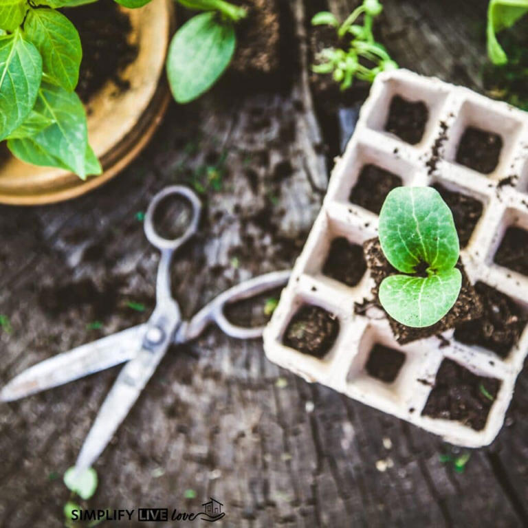 How to start seeds indoors: A simple step-by-step guide