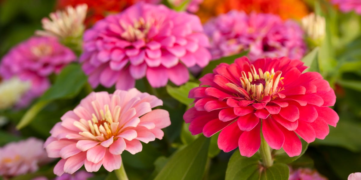 15 failsafe plants that thrive in west-facing gardens
