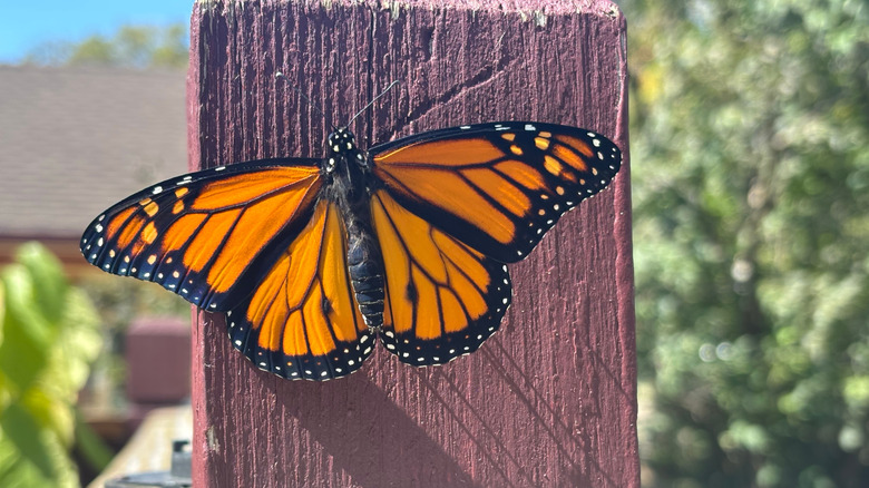 The Pretty Purple Perennial That Supports Pollinators & Butterflies In ...