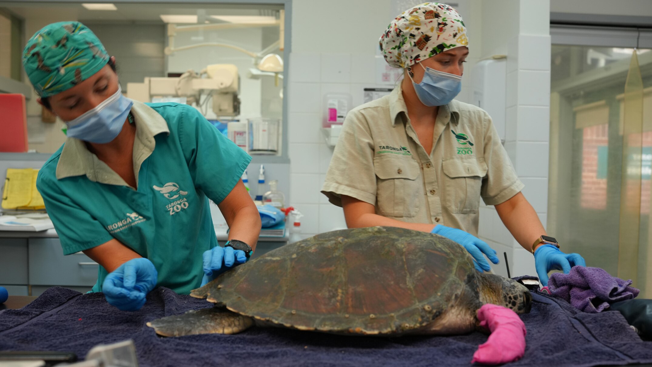 Green turtle released from Taronga Zoo's wildlife hospital after horror ...