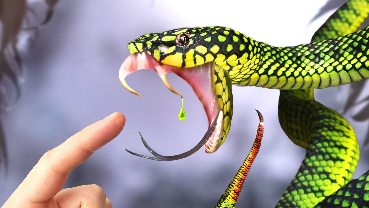 Mark Vins reveals the secrets of the broad-horned pitviper